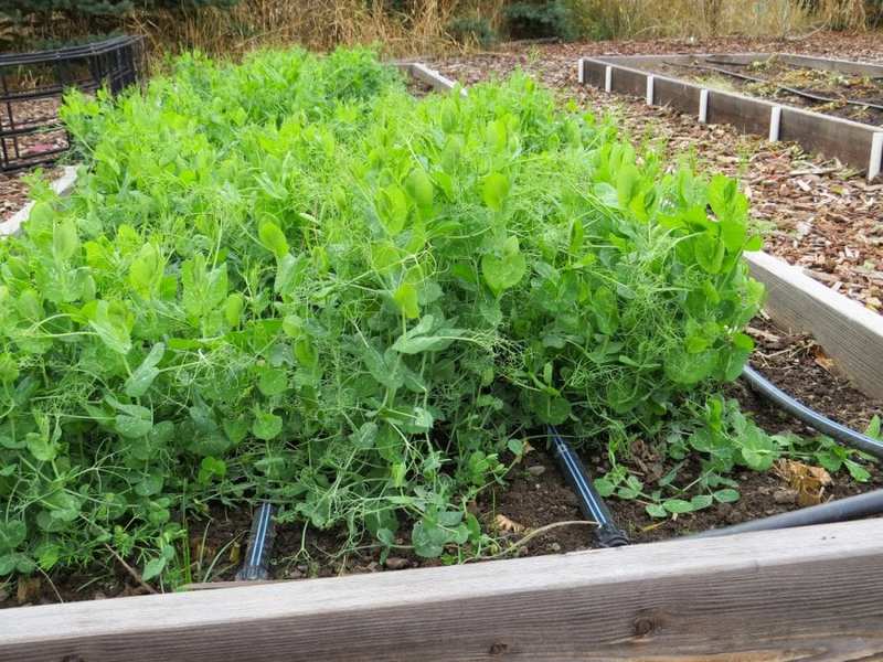 How To Prepare Garden Soil For Next Season