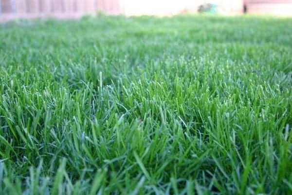 Understanding The 8 Main Grass Types understanding-the-8-main-grass-types
