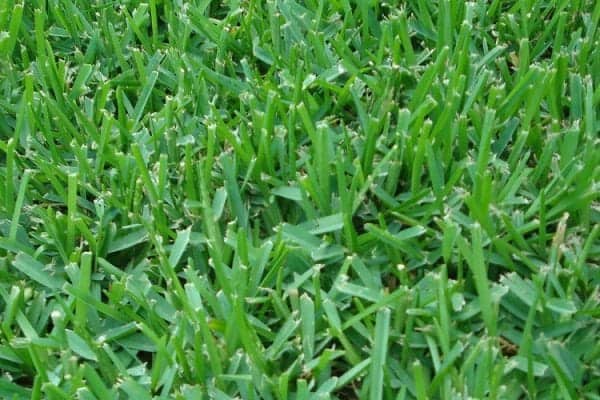 Understanding The 8 Main Grass Types