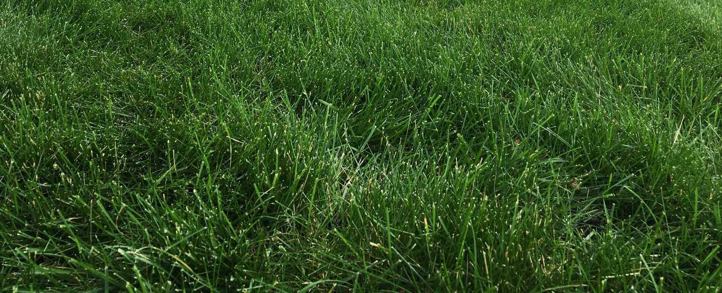 What's The Difference Between Lawn, Yard, Turf, And Garden?