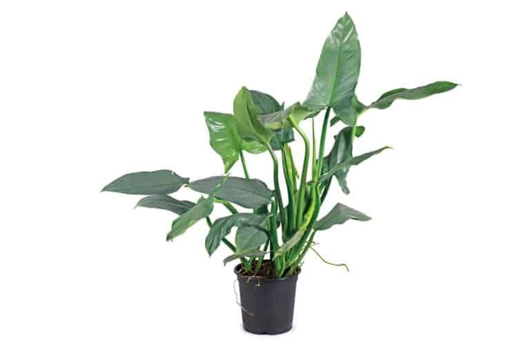 Philodendron Serpens: Helpful Tips To Ensure Quality Care
