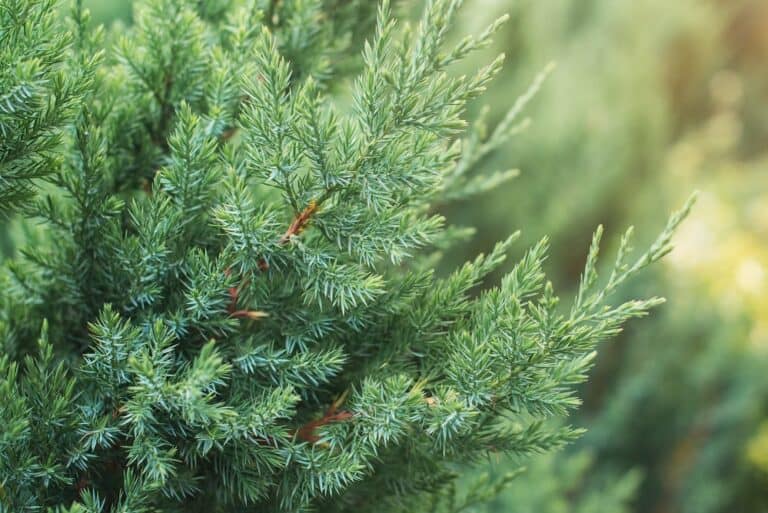 The Murray Cypress: Privacy-Providing Tree