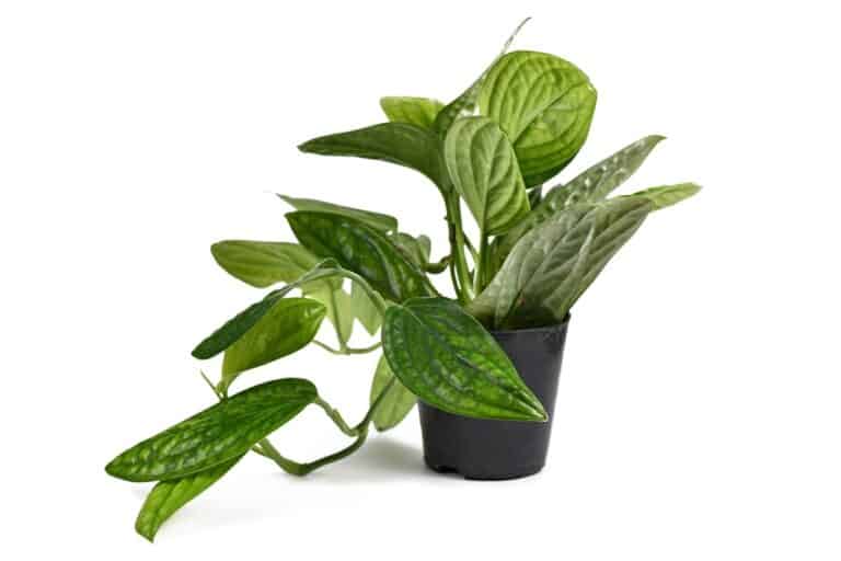 Monstera Peru: Comprehensive Care Guide