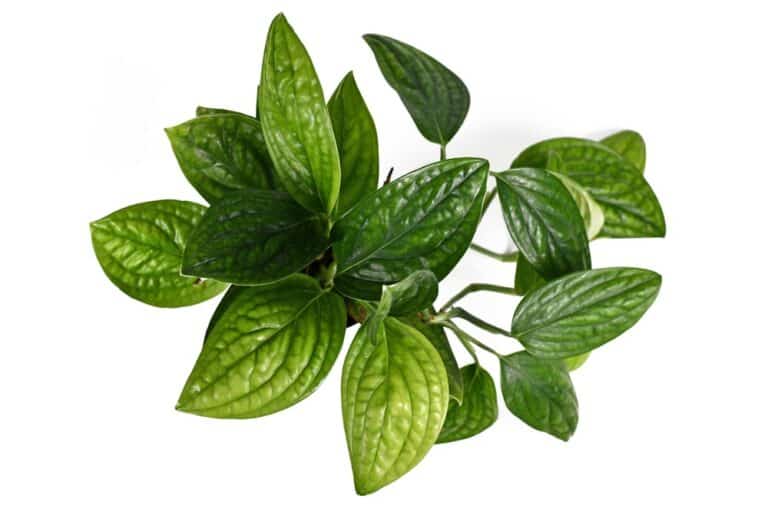 Monstera Peru: Comprehensive Care Guide