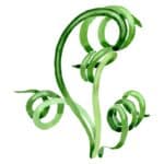 Trachyandra Tortilis: The Ribbon Succulent Care Guide